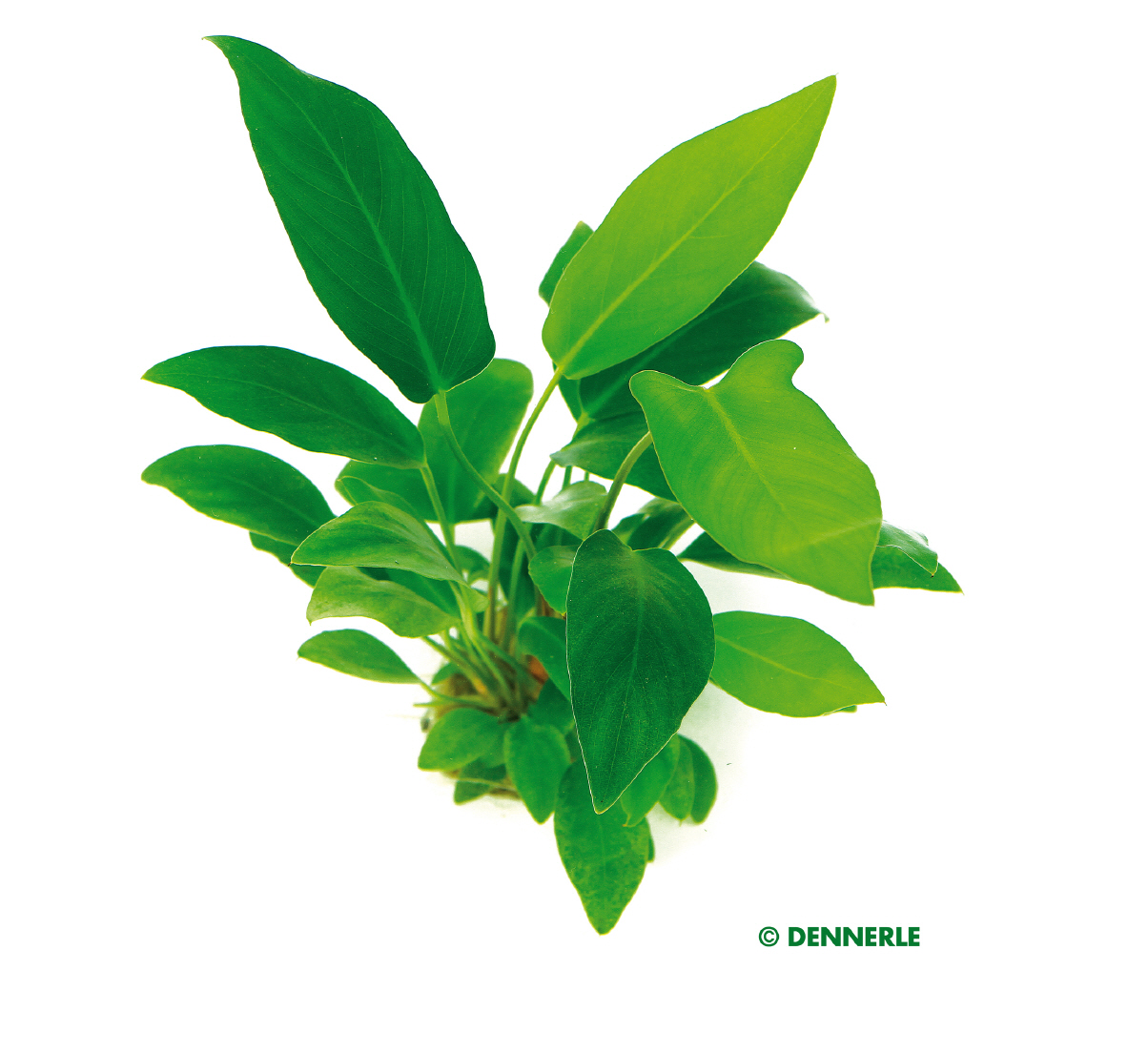 Anubias hastifolia | Aquaristik.de – Ihr Onlineshop für Aquaristik