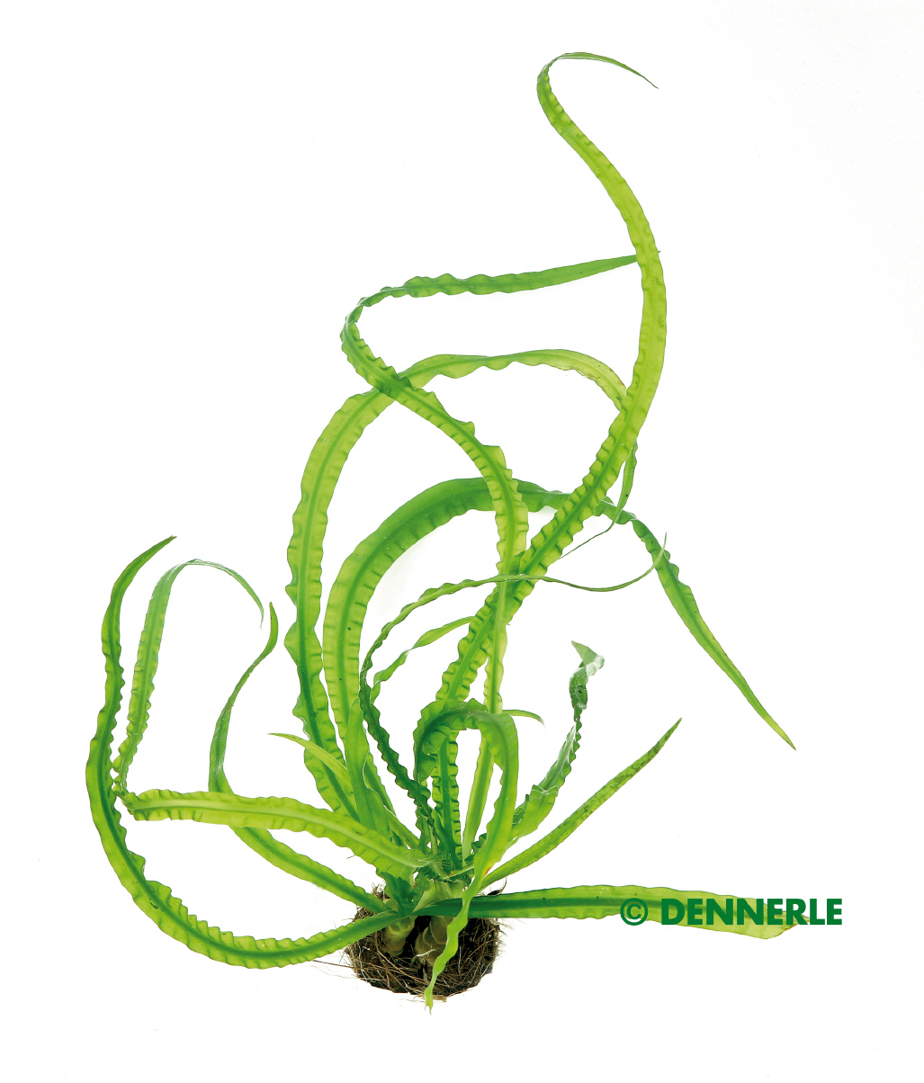 Crinum natans | Aquaristik.de – Ihr Onlineshop für Aquaristik