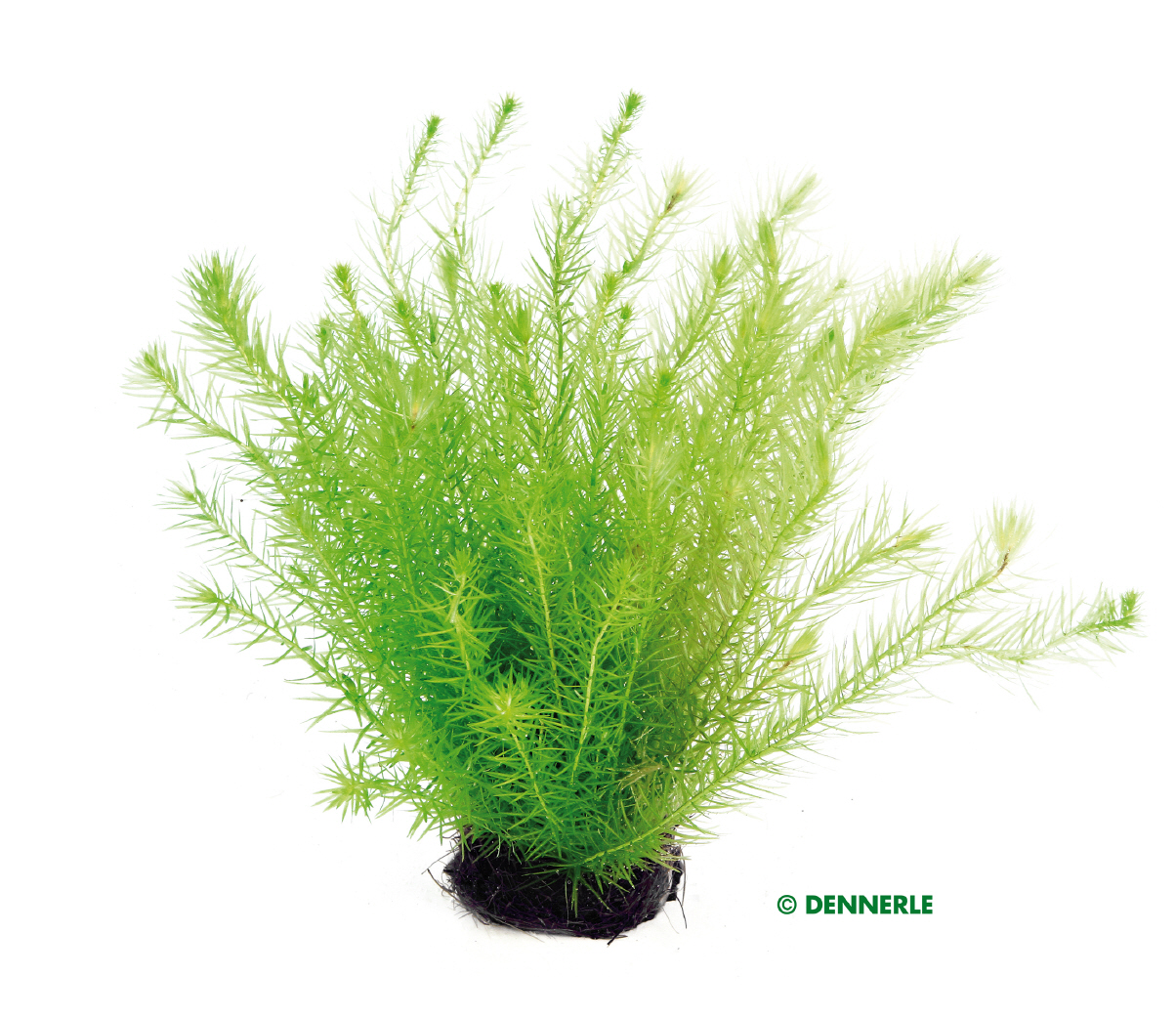 Mayaca fluviatilis | Aquaristik.de – Ihr Onlineshop für Aquaristik