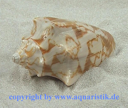 Voluta Vespertilio | Echte Muscheln | Holz/Kork/Muscheln/Steine | Der ...